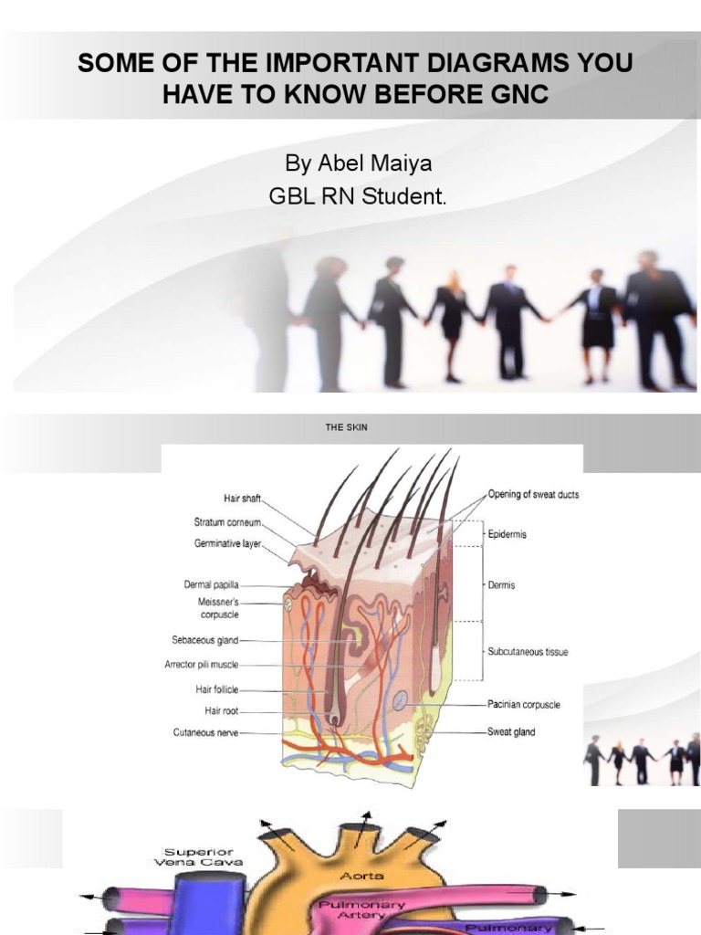 Some of The Important Diagrams You Have To Know Before GNC: by Abel ...