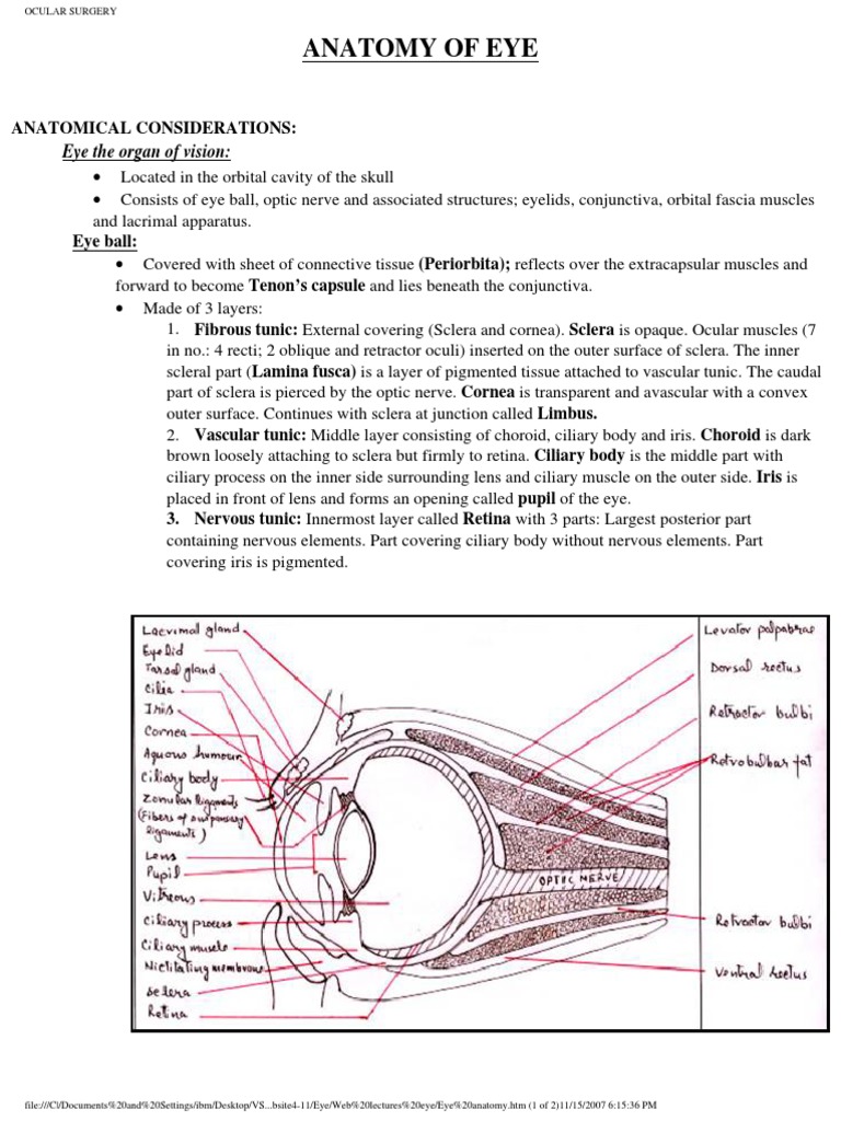 Eye Anatomy | PDF | Human Eye | Cornea