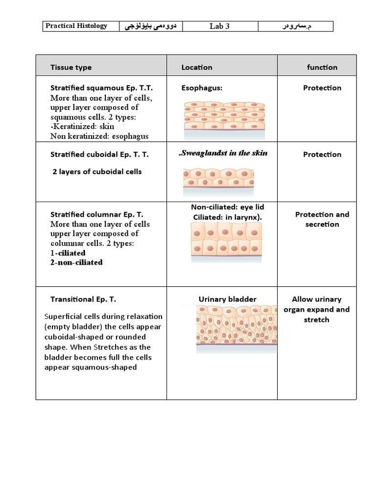 Lab 3 Stratified Epithelium Tissue | PDF