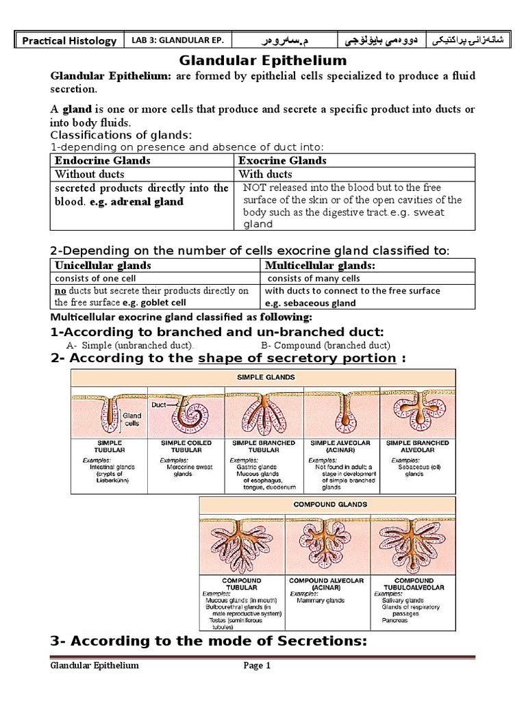 Glandular Epithelium Overview and Classification | PDF | Glands ...