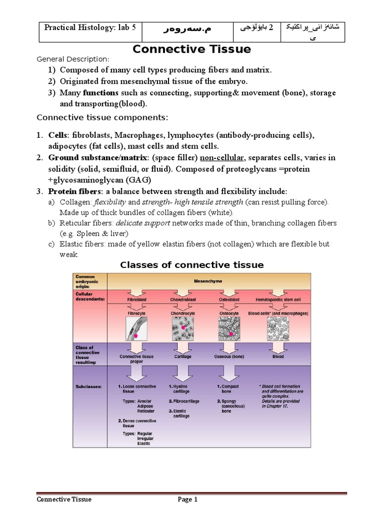 Lab 05 Connective Tissue Proper | PDF | Connective Tissue ...