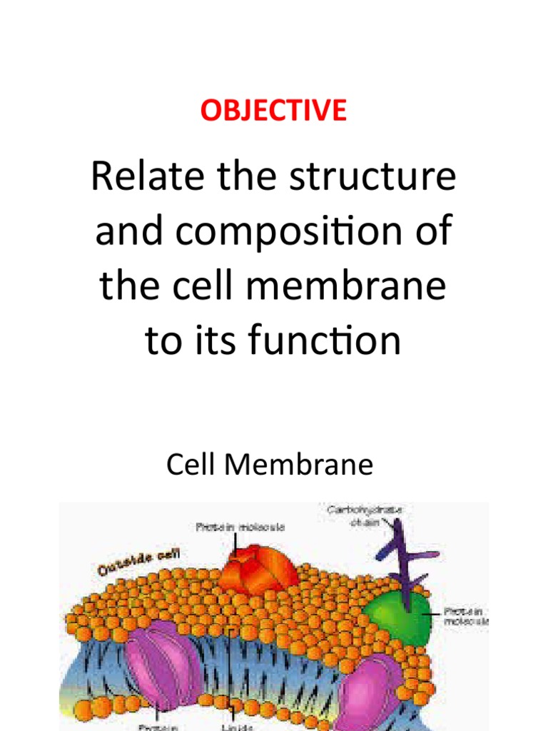 Objective: Relate The Structure and Composition of The Cell Membrane To ...