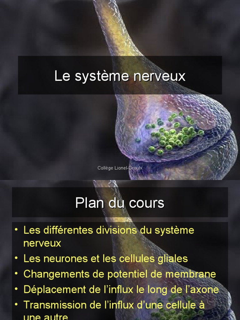 Rôle des gliocytes dans le système nerveux | PDF | Système nerveux ...