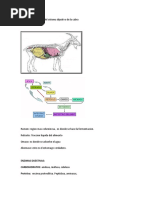 Anatomía y Fisiologia de La Jirafa | PDF