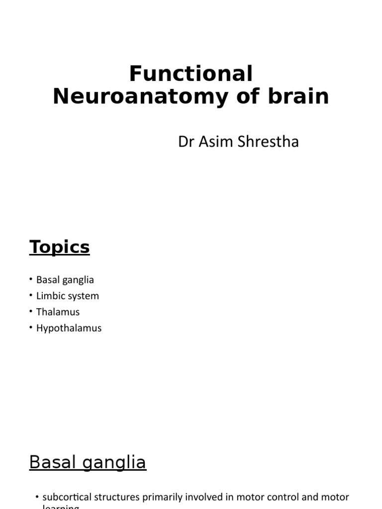 Functional Neuroanatomy of Brain | PDF | Striatum | Hippocampus