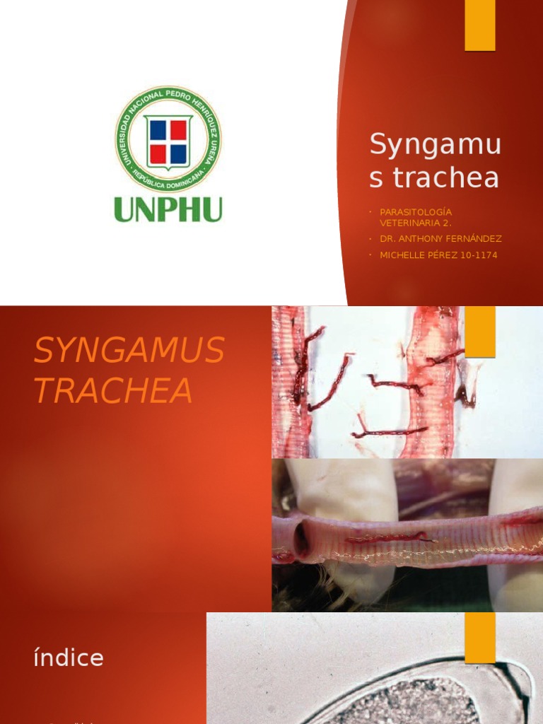 Syngamus Trachea | PDF | Aves | Nematodo