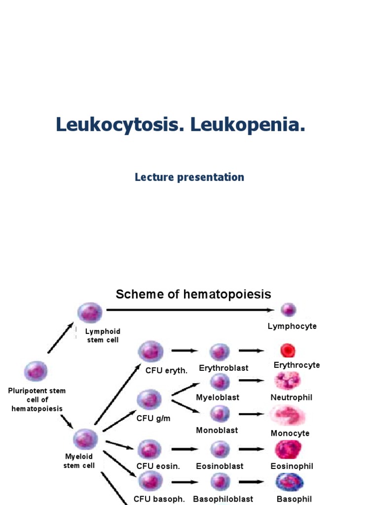 Leukocytosis. Leukopenia.: Lecture Presentation | PDF | White Blood ...