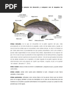 Tipos y funciones de las aletas en peces | PDF | Pescado | Vertebrados ...