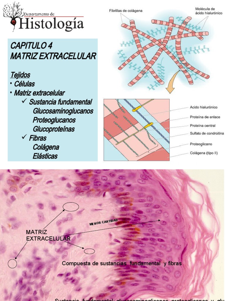 Capítulo 3 - Matríz Extracelular | PDF | Tejido conectivo | Colágeno