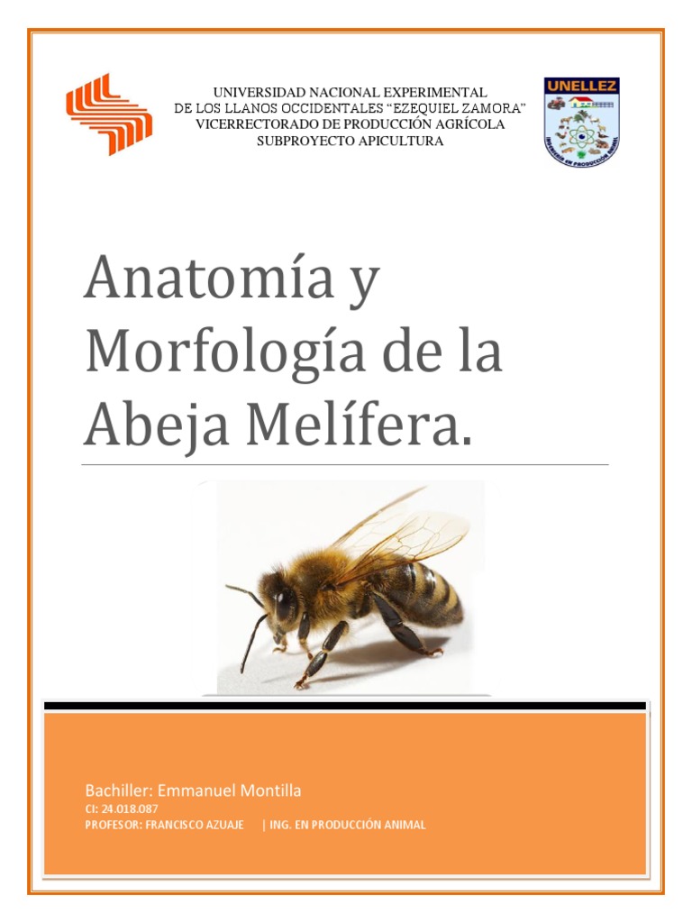 Anatomía de Abejas | PDF | Colmena | Western Honey Bee