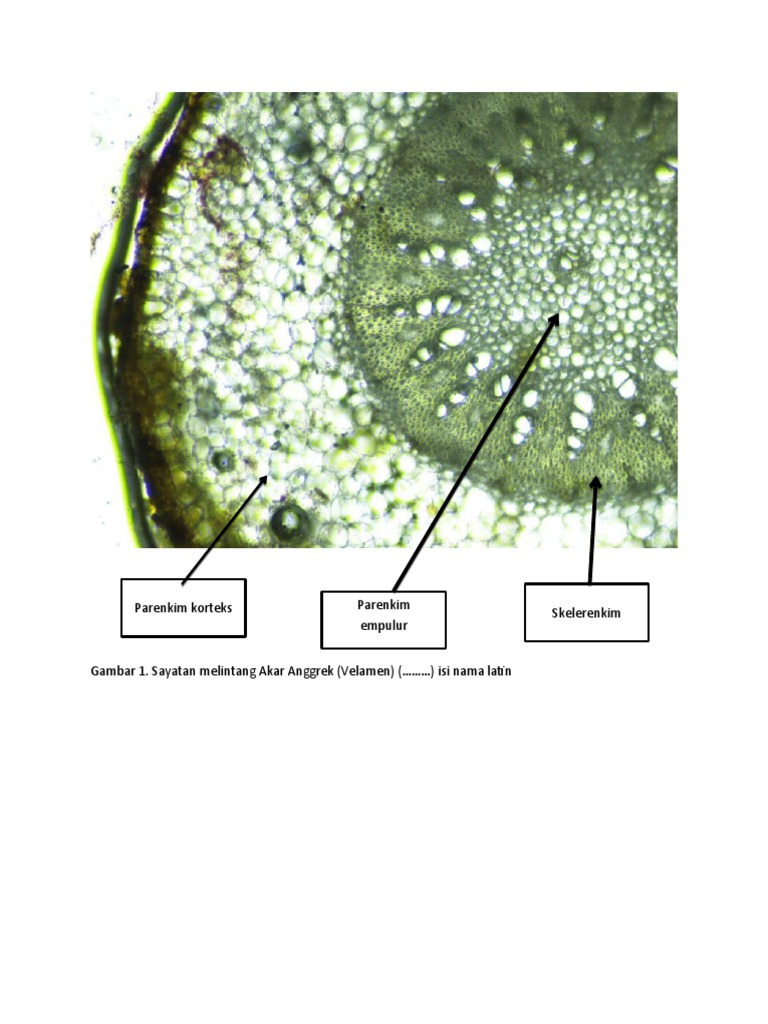 Struktur Mikroskopik Akar, Kulit Buah, Daun, dan Tangkai Daun Tumbuhan ...