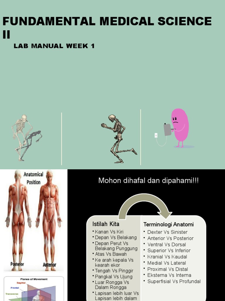 FMS II Lab Manual Week 1 | PDF | Skull | Anatomical Terms Of Location