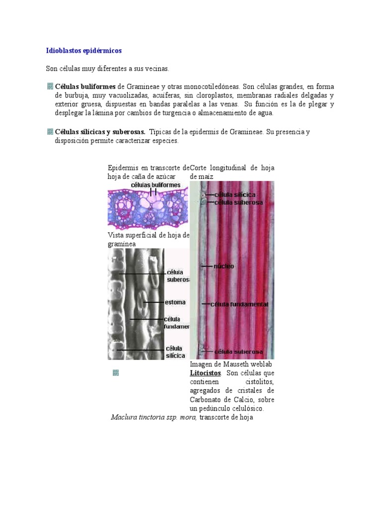 Idioblastos Epidérmicos | PDF