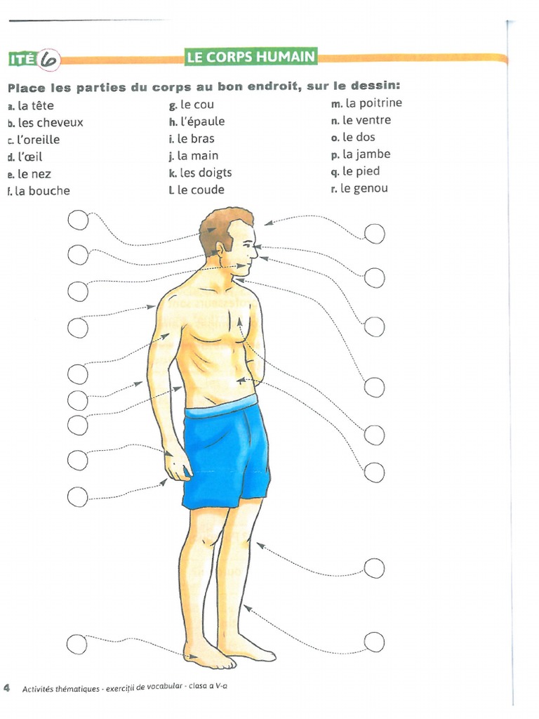 Le Corps Humain | PDF