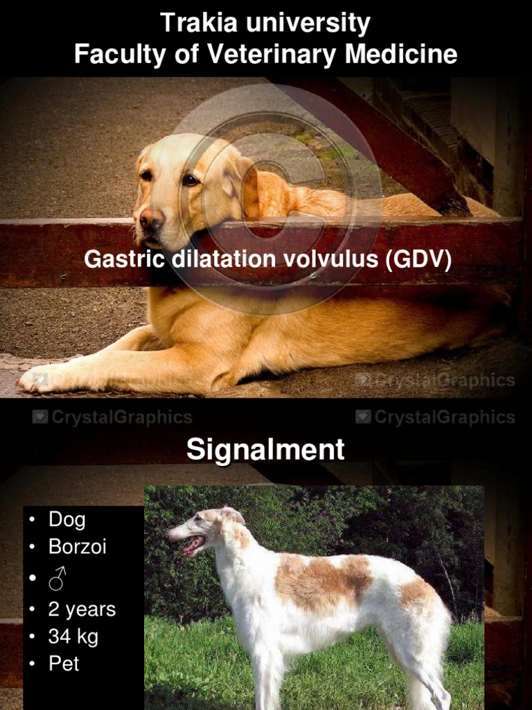 Gastric Dilatation Volvulus (GDV) | PDF | Diseases And Disorders ...