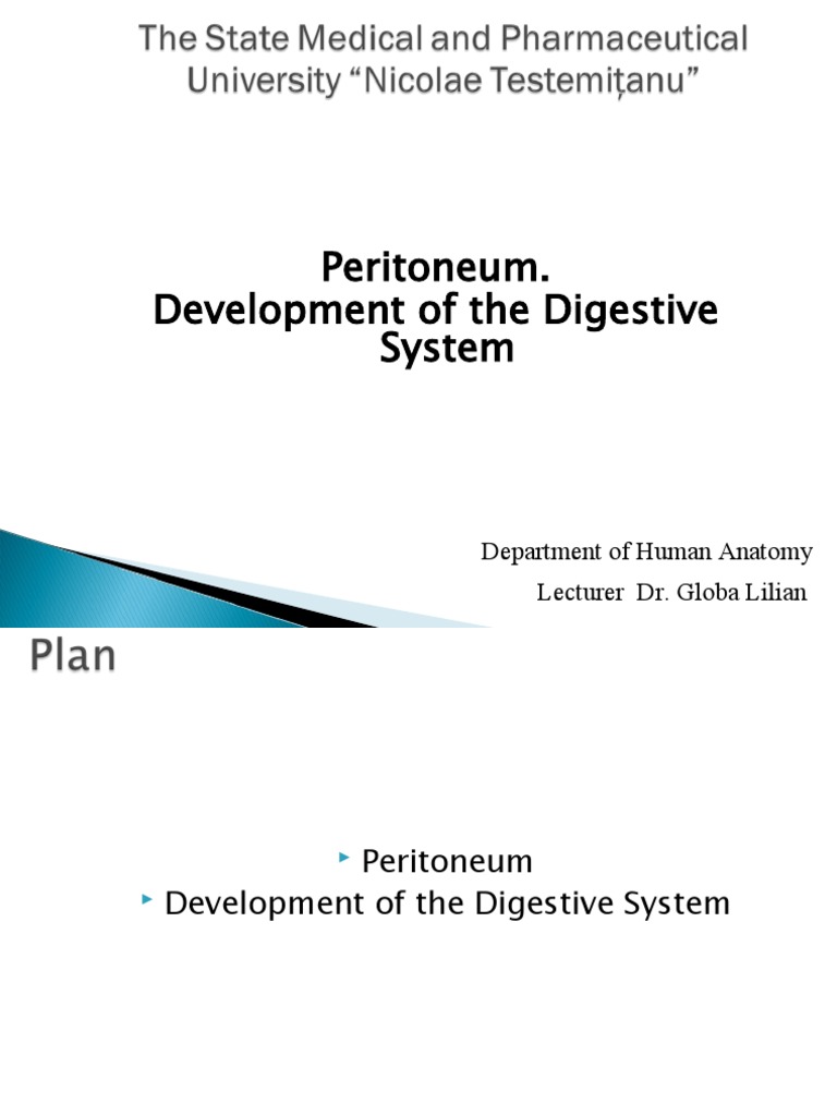 Peritoneum and Digestive System Development | PDF | Peritoneum | Pancreas