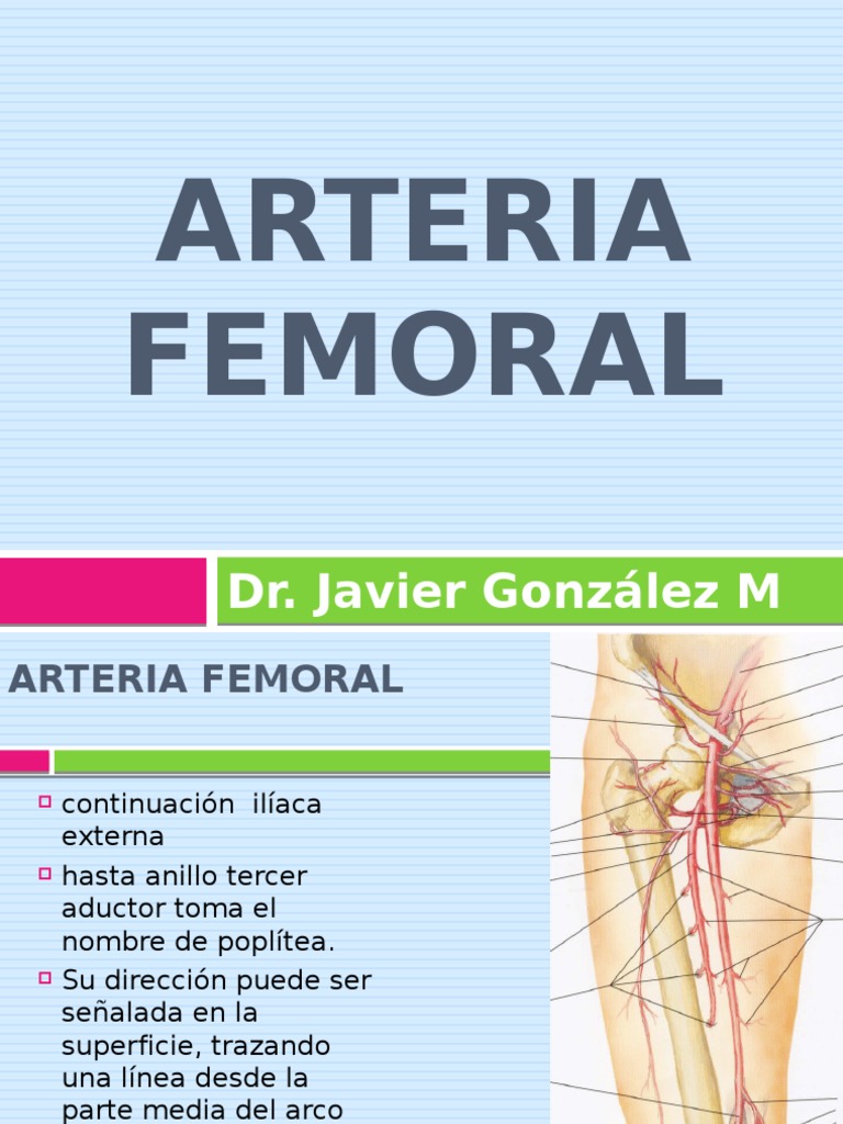 Arteria Femoral | PDF | Anatomía del miembro inferior | Extremidades ...