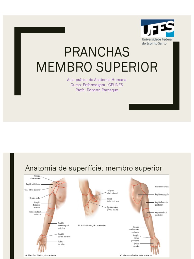 Anatomia de superfície e estruturas internas do membro superior: uma ...