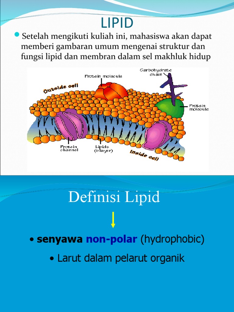 Struktur dan Fungsi Lipid dalam Sel | PDF | Sains & Matematika