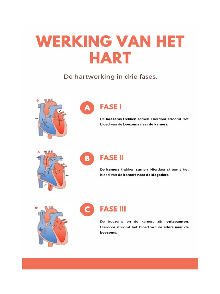 werking van het hart
