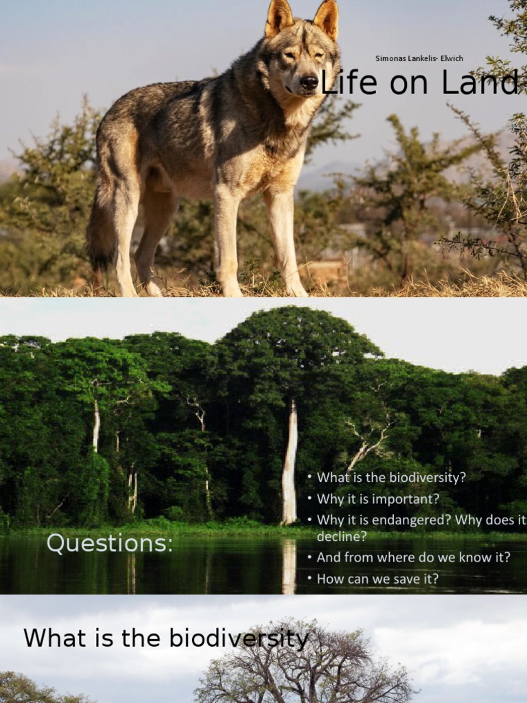 Life On Land: Simonas Lankelis-Elwich | PDF