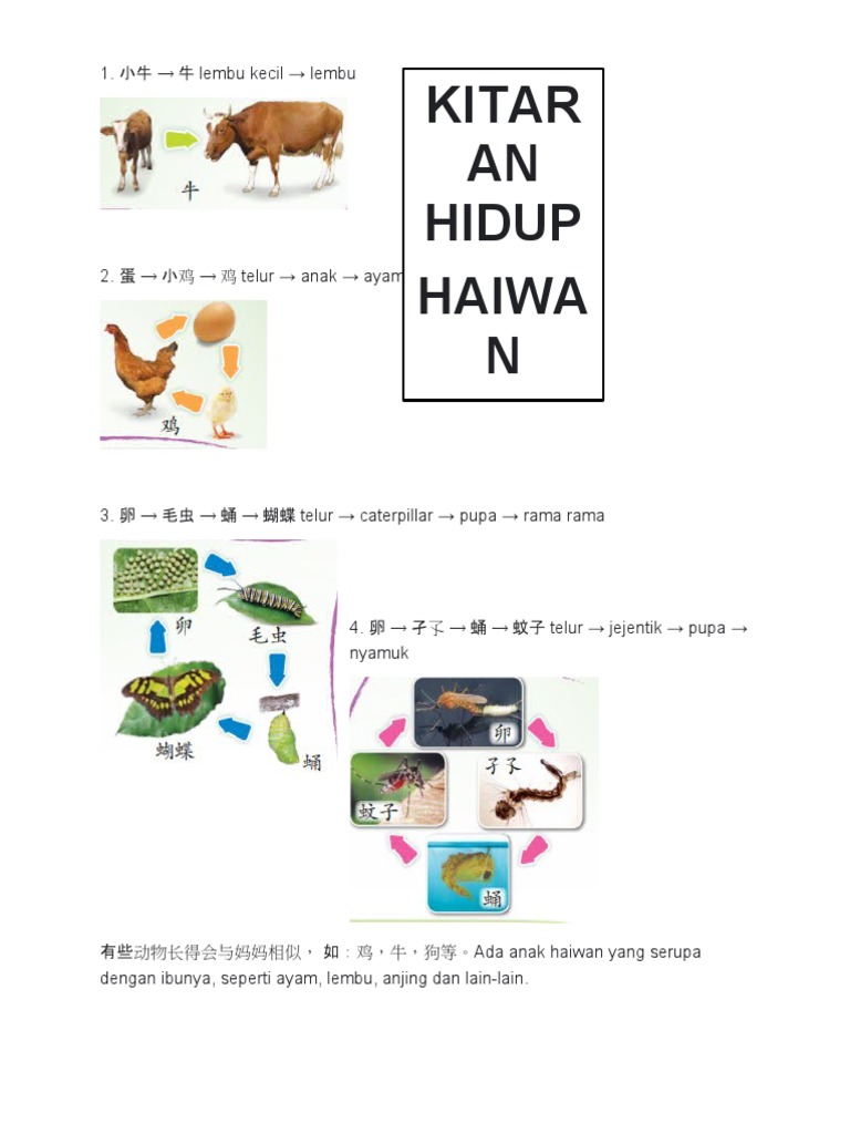 Kitaran Hidup Haiwan | PDF