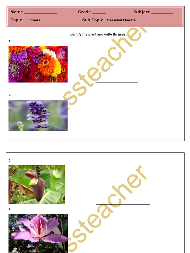 Name - Grade - Subject - Topic - Sub Topic | PDF