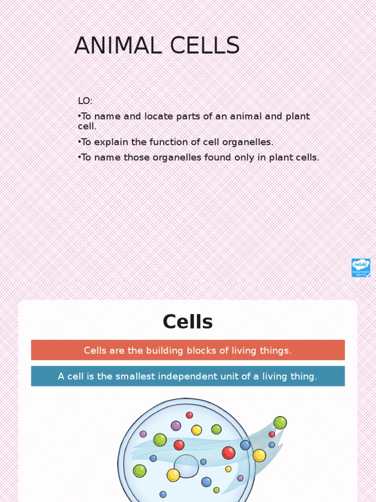 Animal and Plant Cell Overview | PDF | Cytoplasm | Cell (Biology)