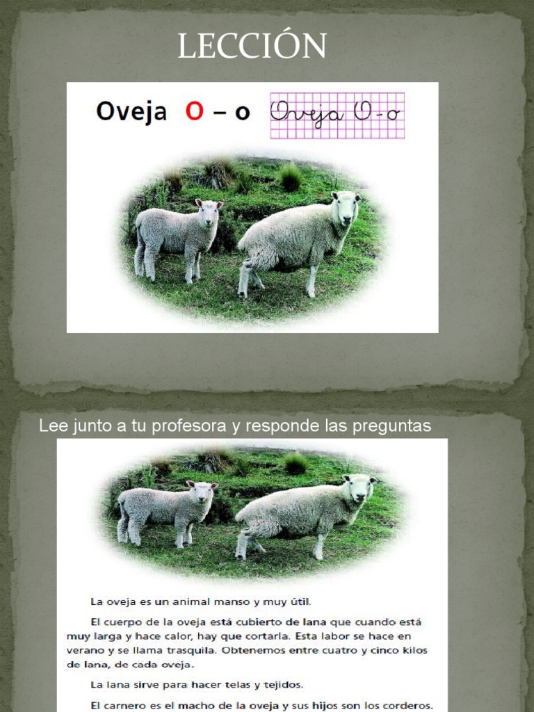 Lección 3 Oveja | PDF