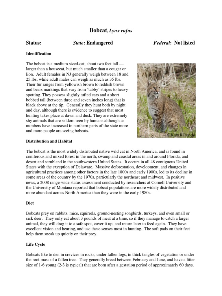 Bobcat: Status: State: Endangered Federal: Not Listed | PDF | Organisms ...