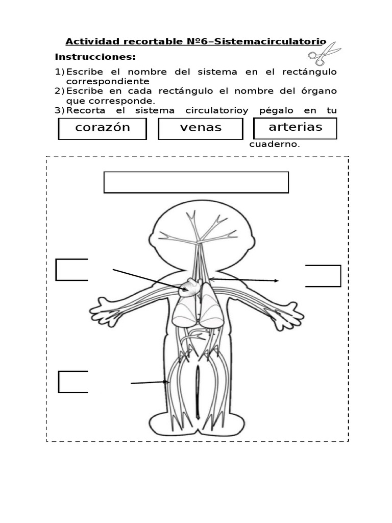 Hojas De Trabajo Del Sistema Circulatorio Para Niños Juegos De