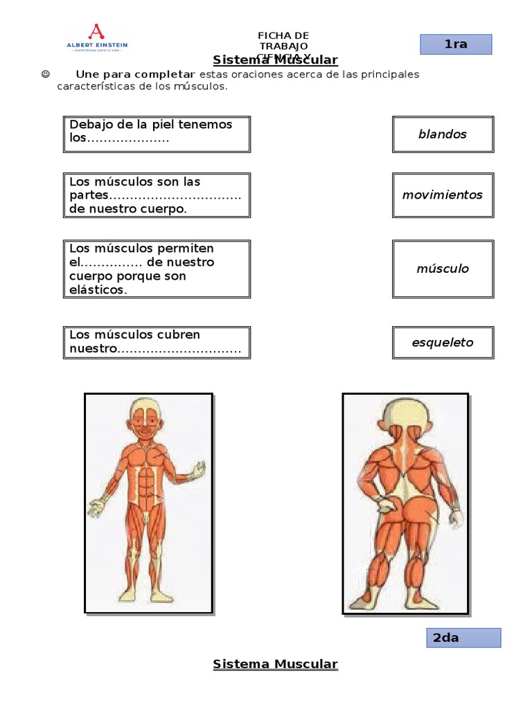 Sistema Muscular | PDF | Tejido (biología) | Músculo