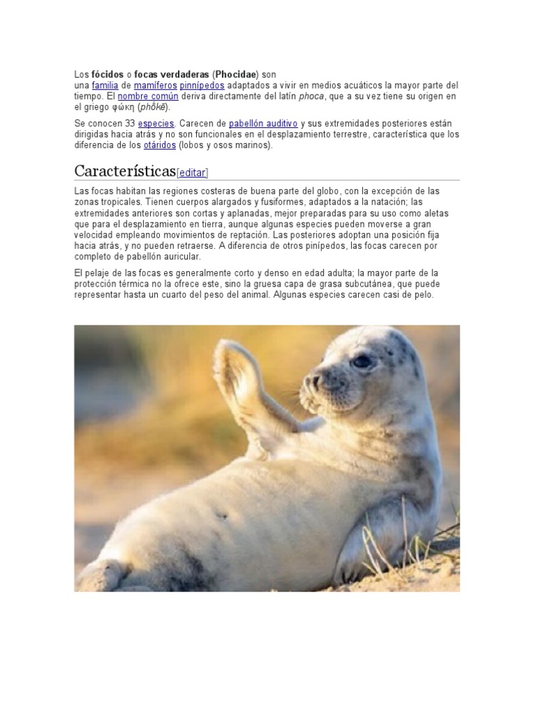 Foca | PDF