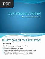 The Skeletal System - Skeleton - Living Organisms - KS3 Biology - BBC ...