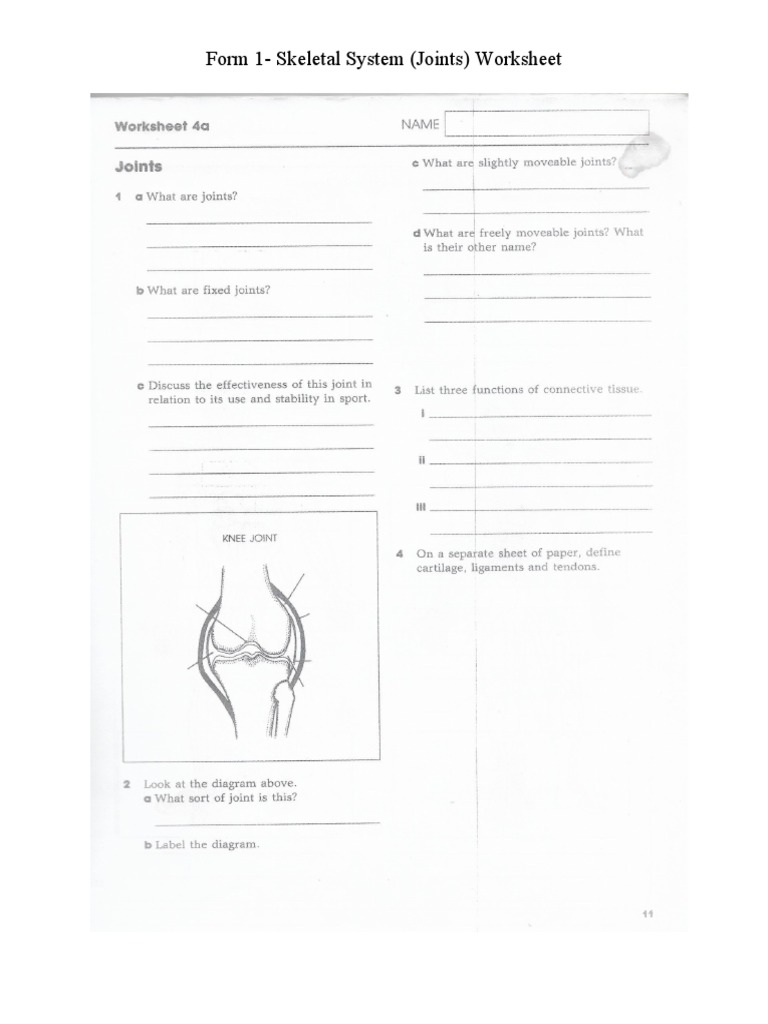 Skeletal System Joints Worksheet | PDF