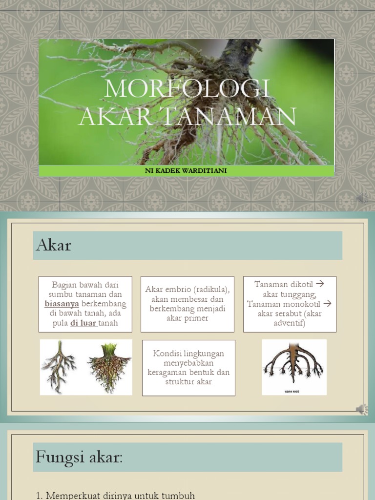 Morfologi Akar Tanaman PDF | PDF