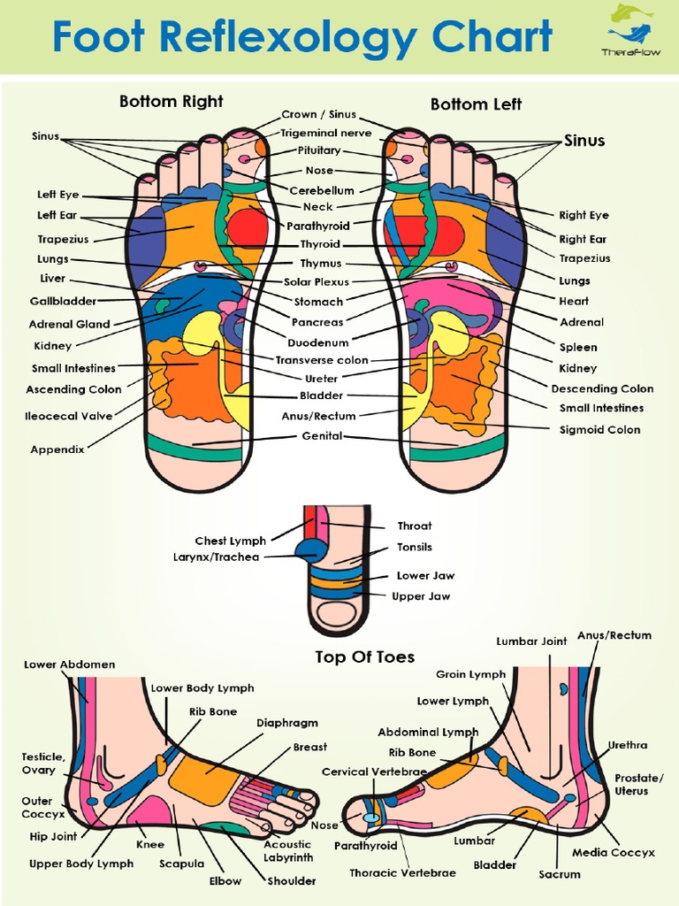 Theraflow Foot Reflexology Guide | PDF