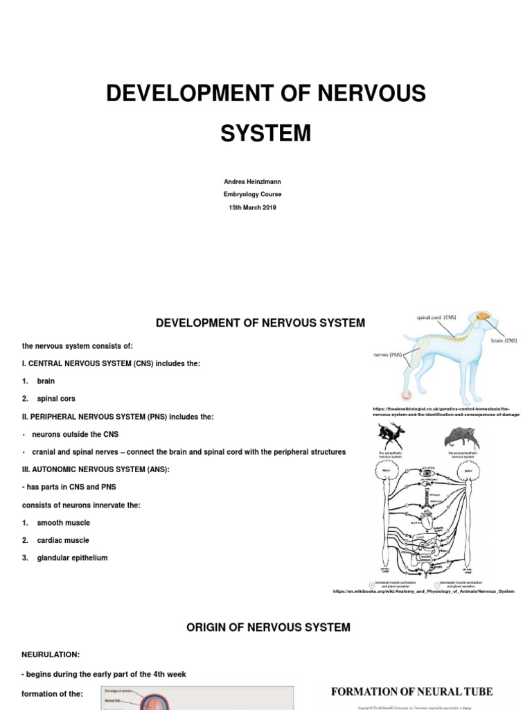 Nervous System Development Overview | PDF | Nervous System | Central ...