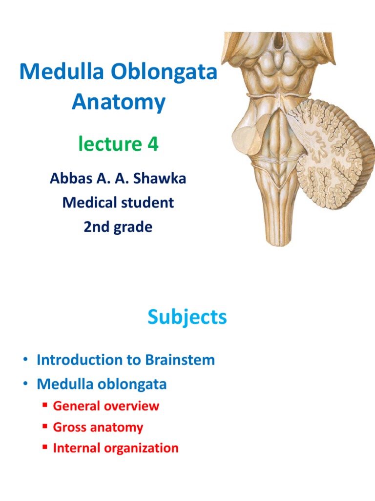 Medulla Oblongata Anatomy: Abbas A. A. Shawka Medical Student 2nd Grade ...