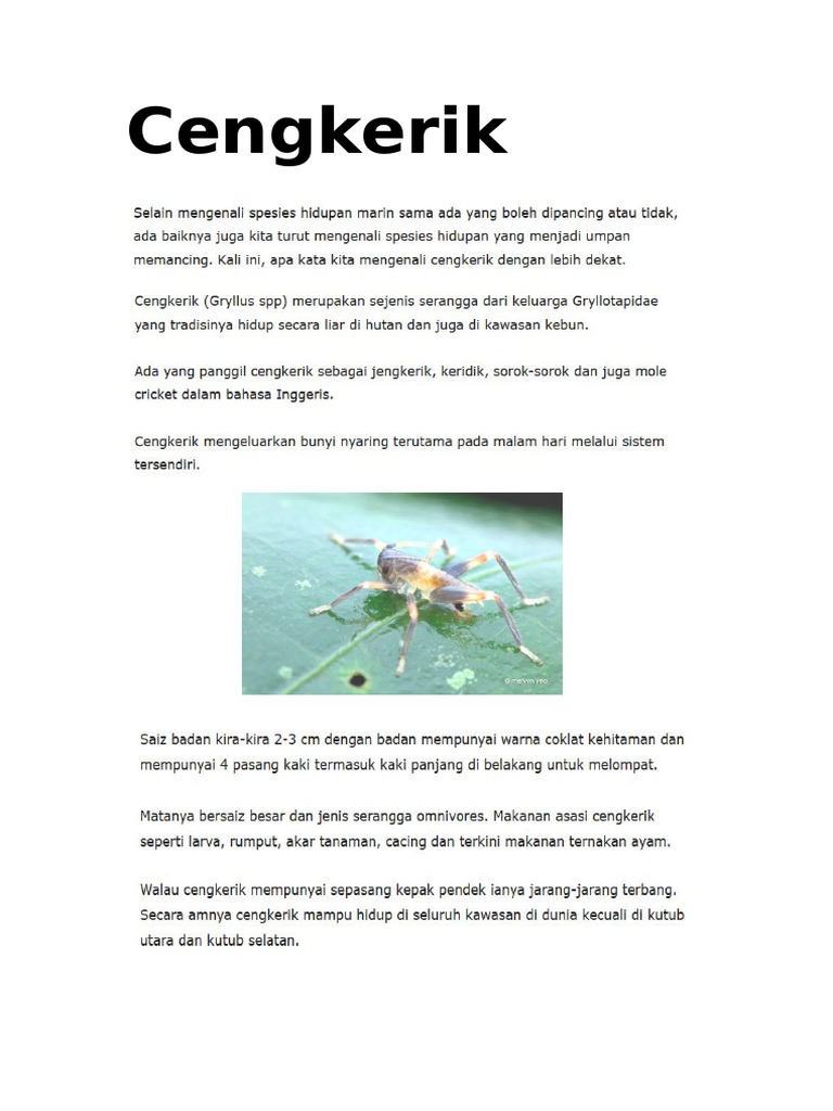 Cengkerik | PDF