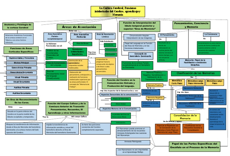 Mapa Conceptual De La Corteza Cerebral Funciones Intelectuales Del