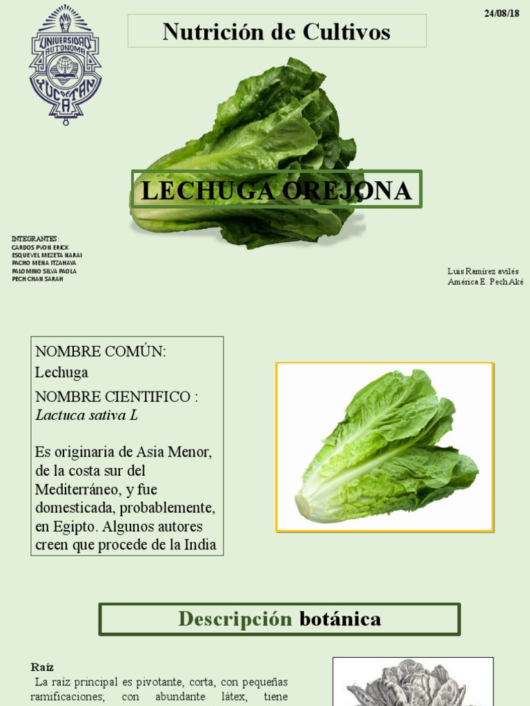 Ficha Tecnica Lechuga Orejona | PDF | Lechuga | Hoja
