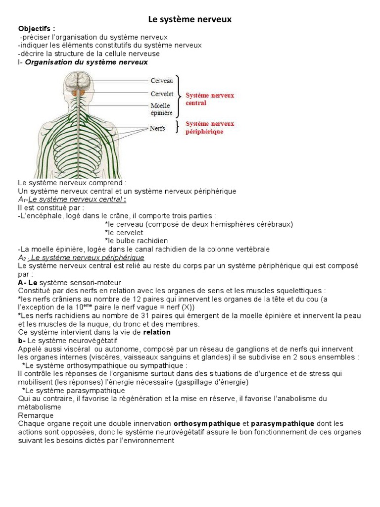 Organisation du Système Nerveux | PDF | Nerf | Système nerveux