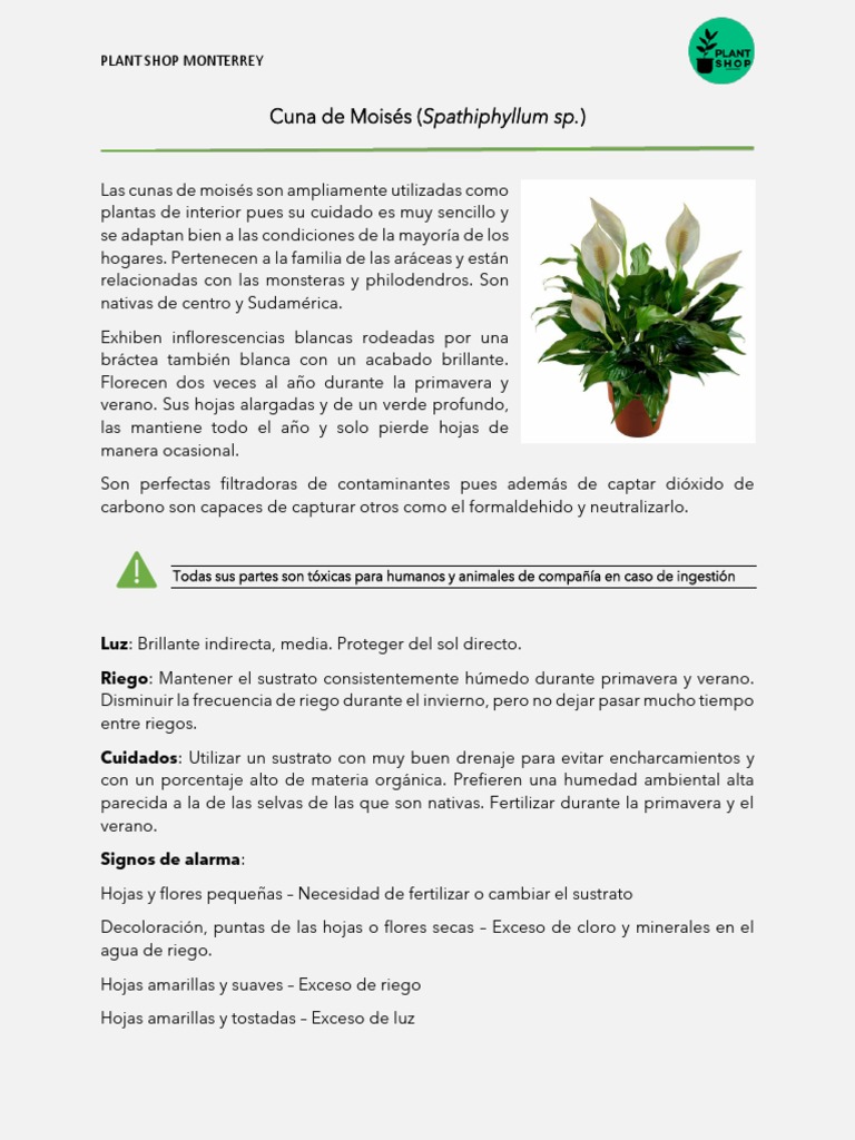 Cuna de Moises | PDF