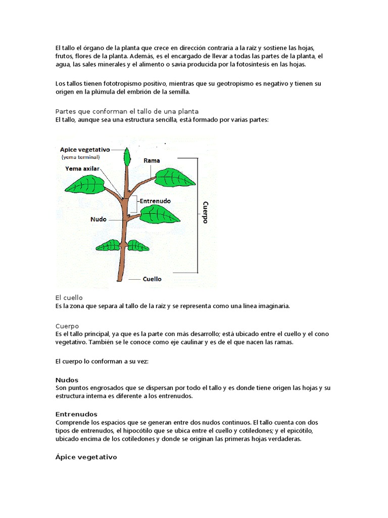 Funciones y Tipos de Tallo en Plantas | PDF | Tallo de la planta | Raíz