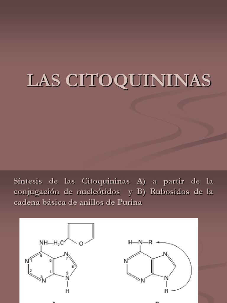 Clase - Citoquininas | PDF