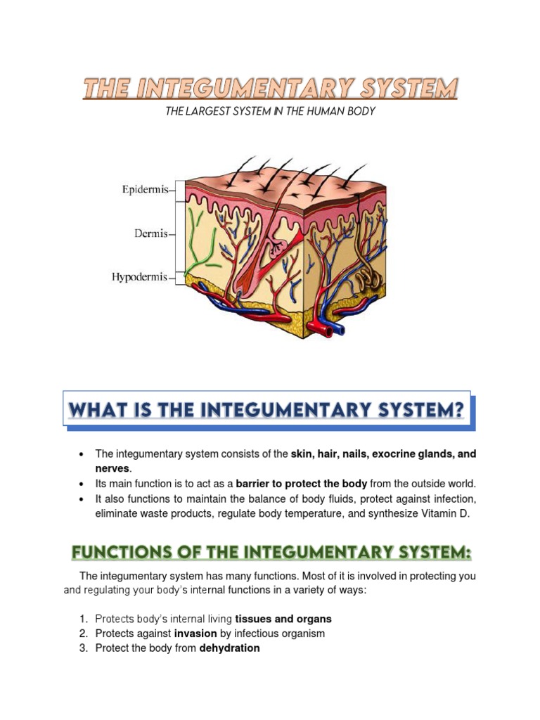 Functions of the Integumentary System | PDF | Skin | Nail (Anatomy)