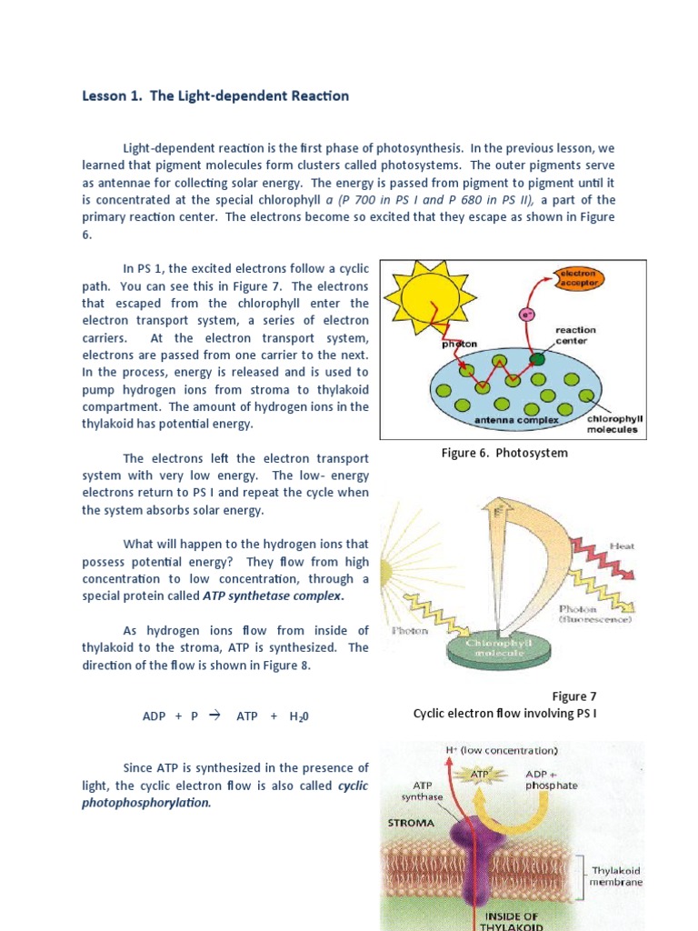Light Dependent RXN | Download Free PDF | Photosynthesis | Biochemistry