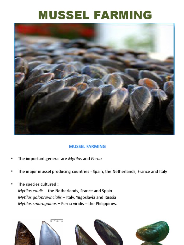Mussel Farming Techniques and Practices | PDF | Mussel | Nature