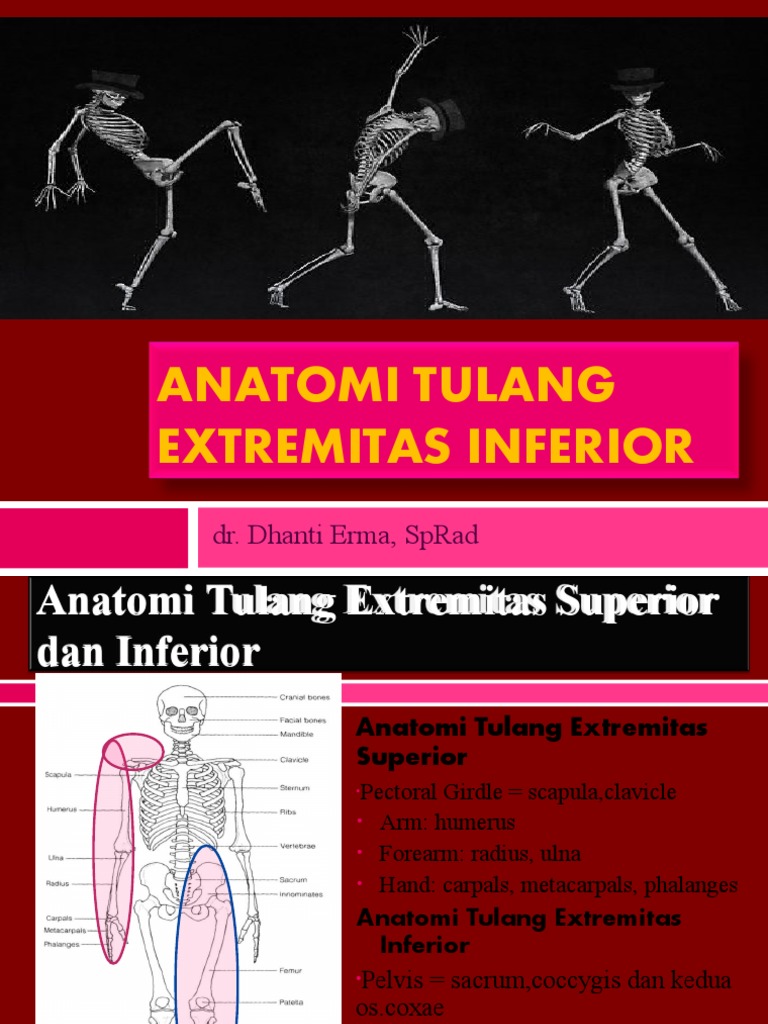 Anatomi Tulang Extremitas Inferior DEW | PDF